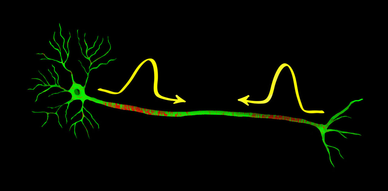 Nerve impulses can collide and continue unaffected